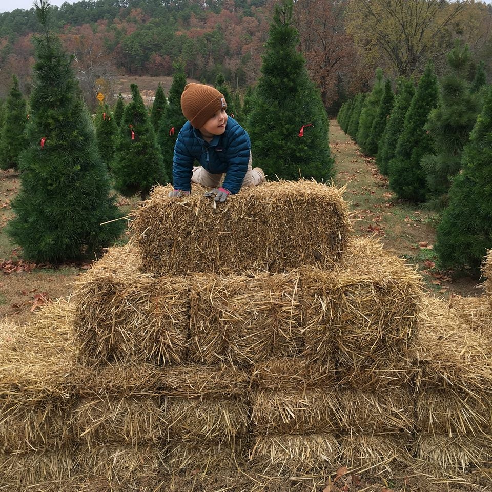 Arkansas Christmas Tree Farms | Arkansas.com