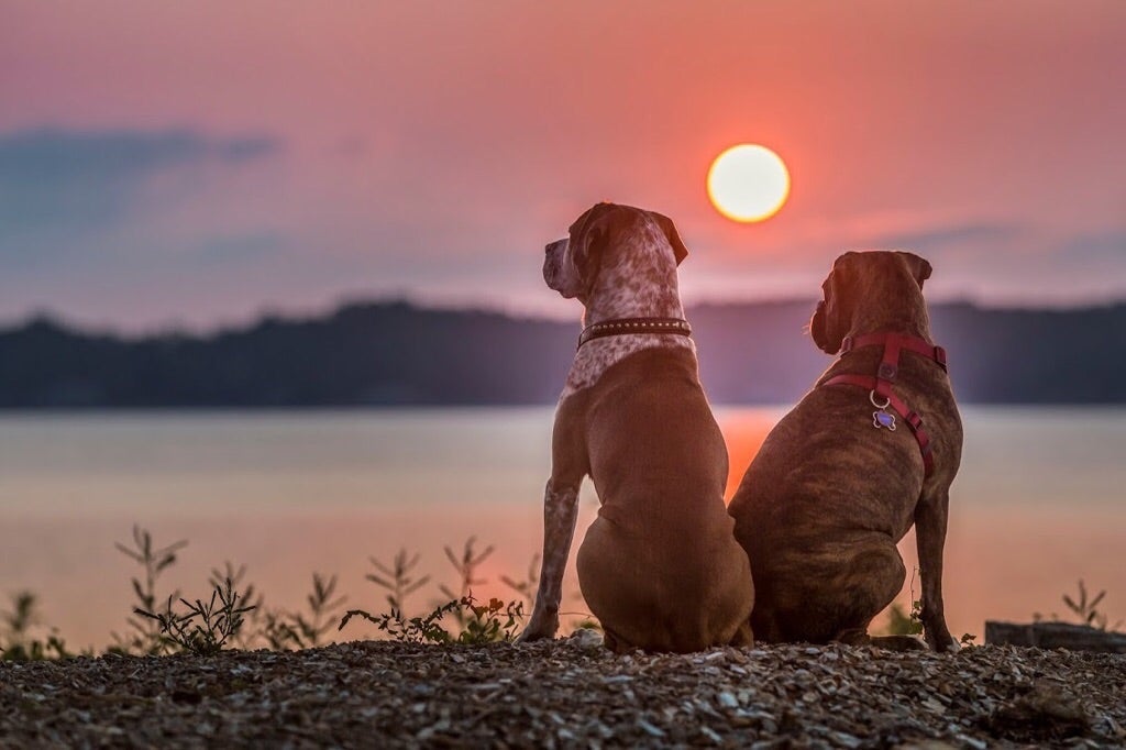 Take a Few Days Off with Fido in Arkansas’ Lower Delta! | Arkansas.com