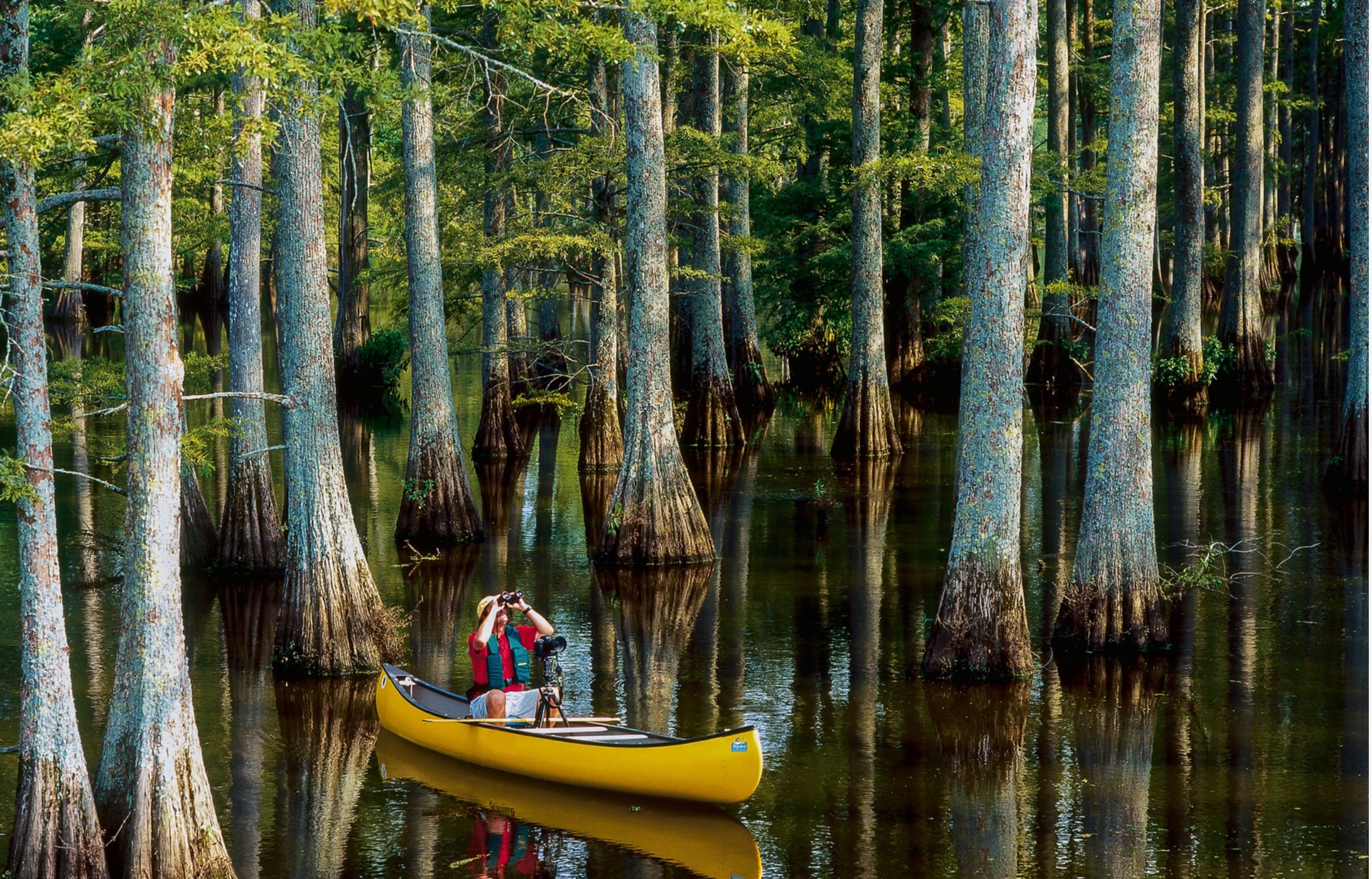 Birding in Arkansas | Arkansas.com