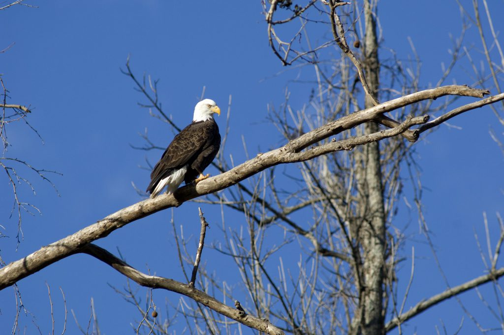 Eager to see eagles | Arkansas.com