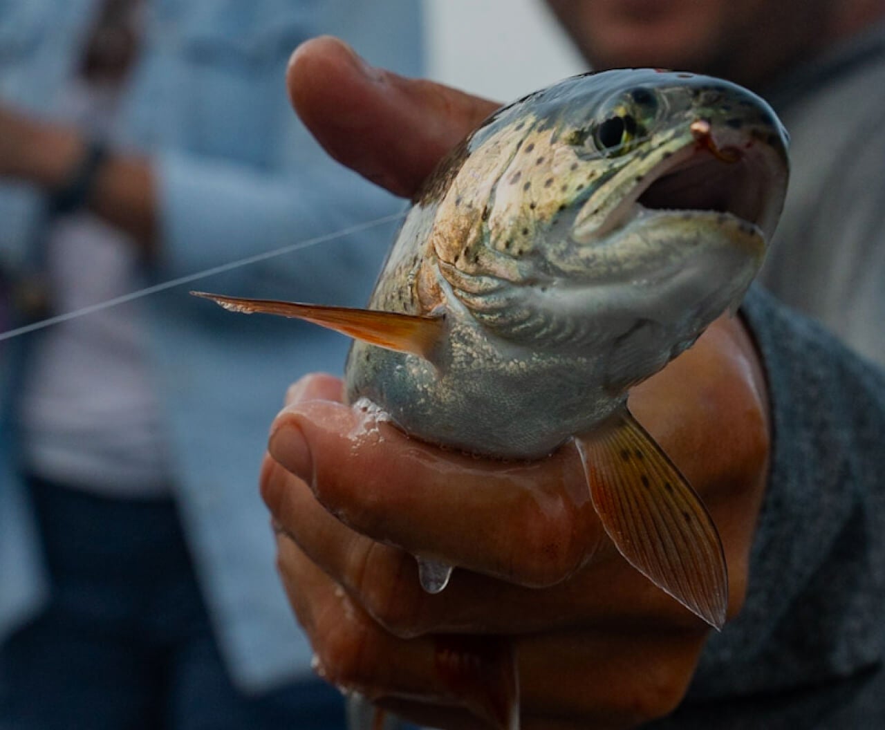 Natural State Fishing Hunting | Arkansas.com