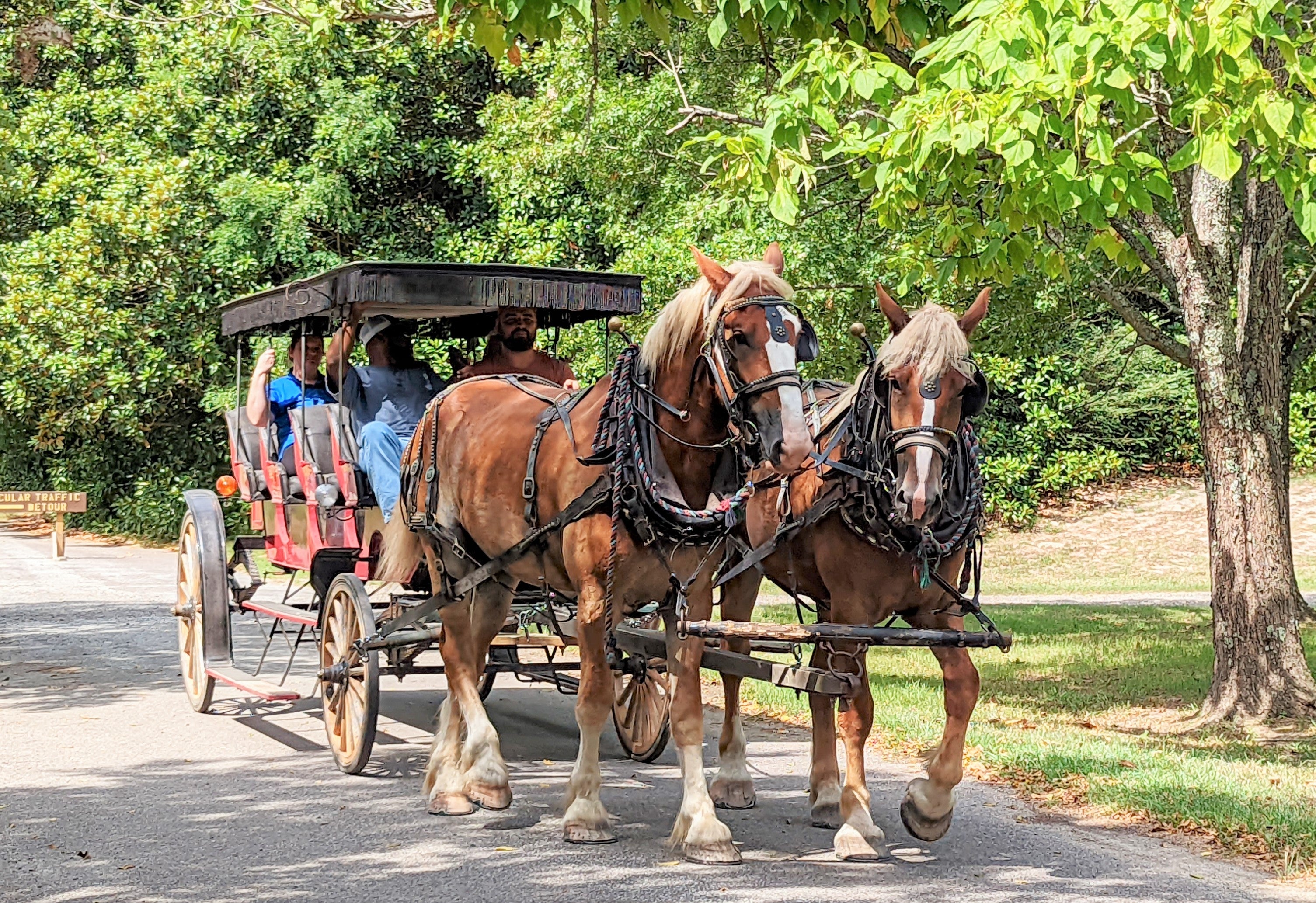 Arkansas Spring Break Program Horse Care and Surrey Ride | Arkansas.com