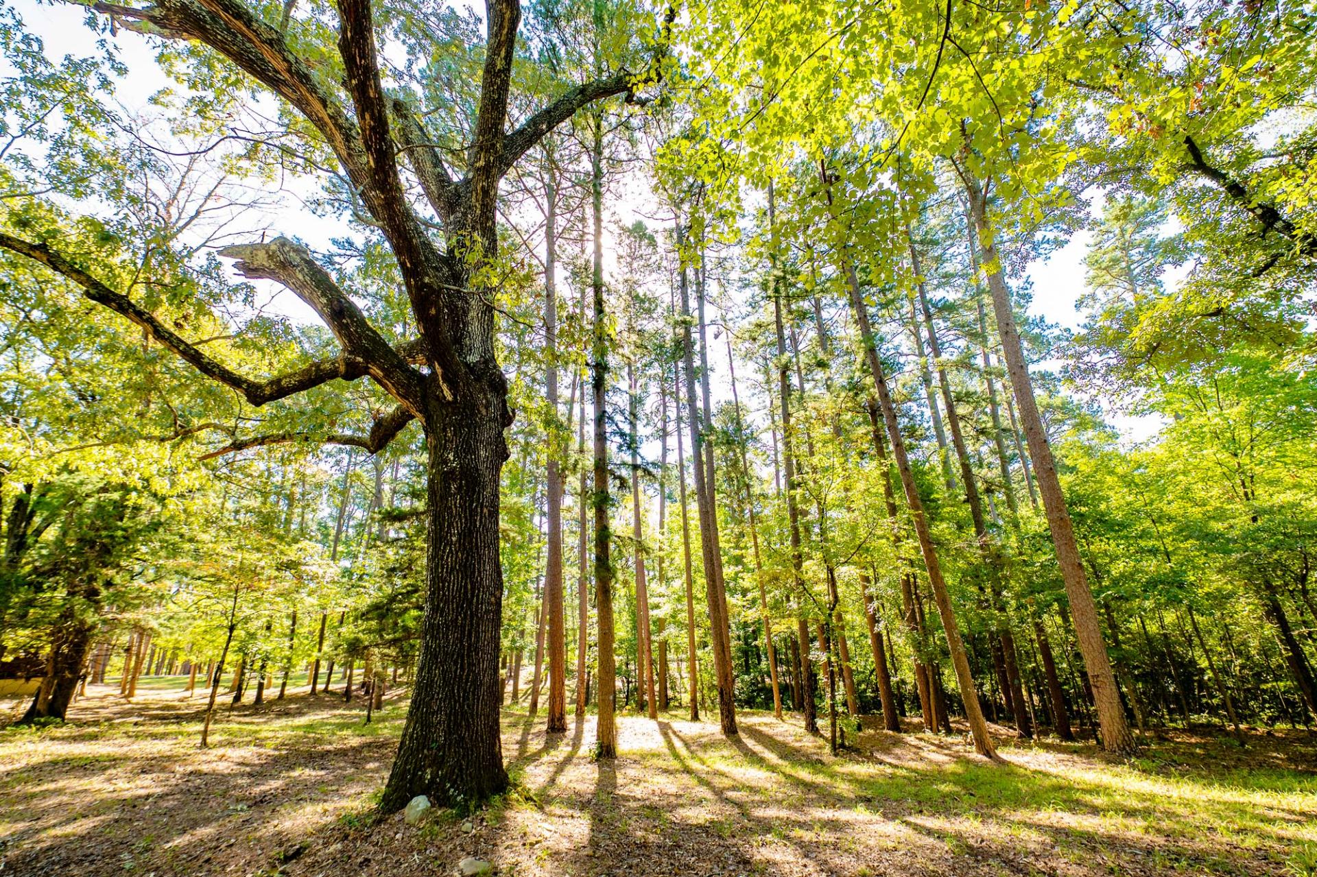 Daisy State Park | Arkansas.com